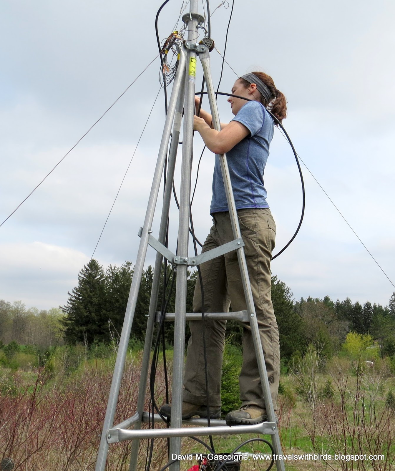 Travels With Birds: Installation of a MOTUS Tower at SpruceHaven