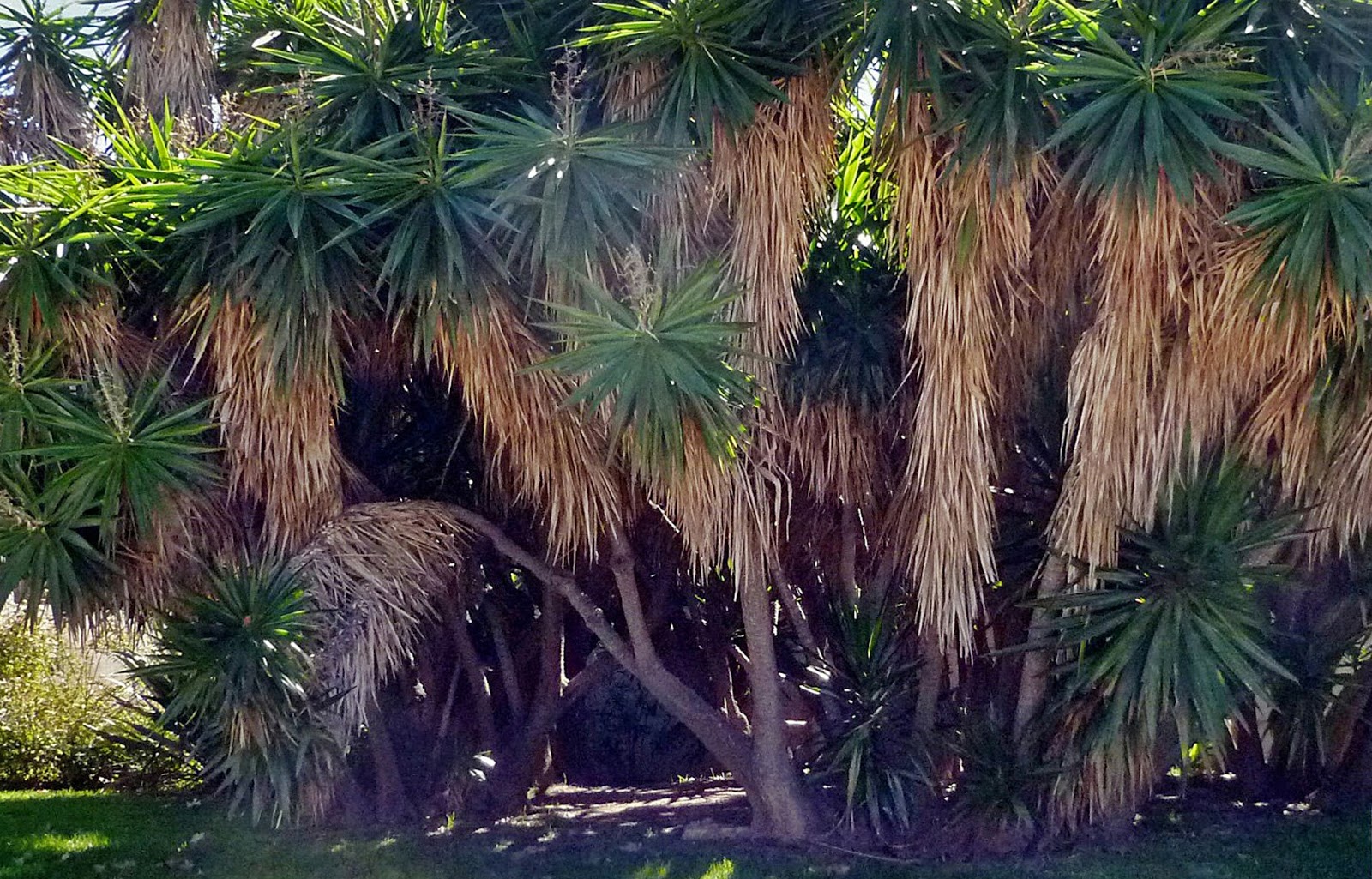Yucca gigantea - AprendaCultivar