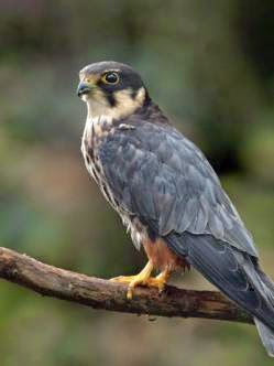 Flora y Fauna de las Sierras de Jaén: ALCOTAN EUROPEO