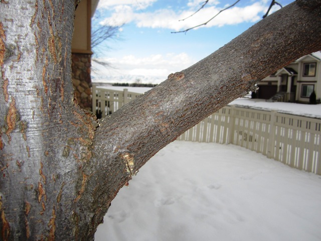 Fruit Tree Pruning at Its Best: How to Prune Large Branches