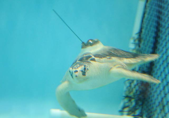 Aquarium News and Updates