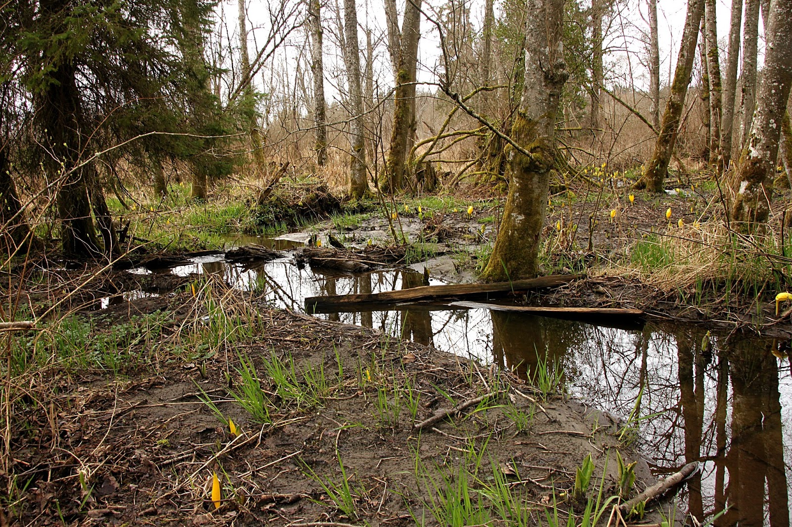 Little Swamp Creek: Hello Spring 2013