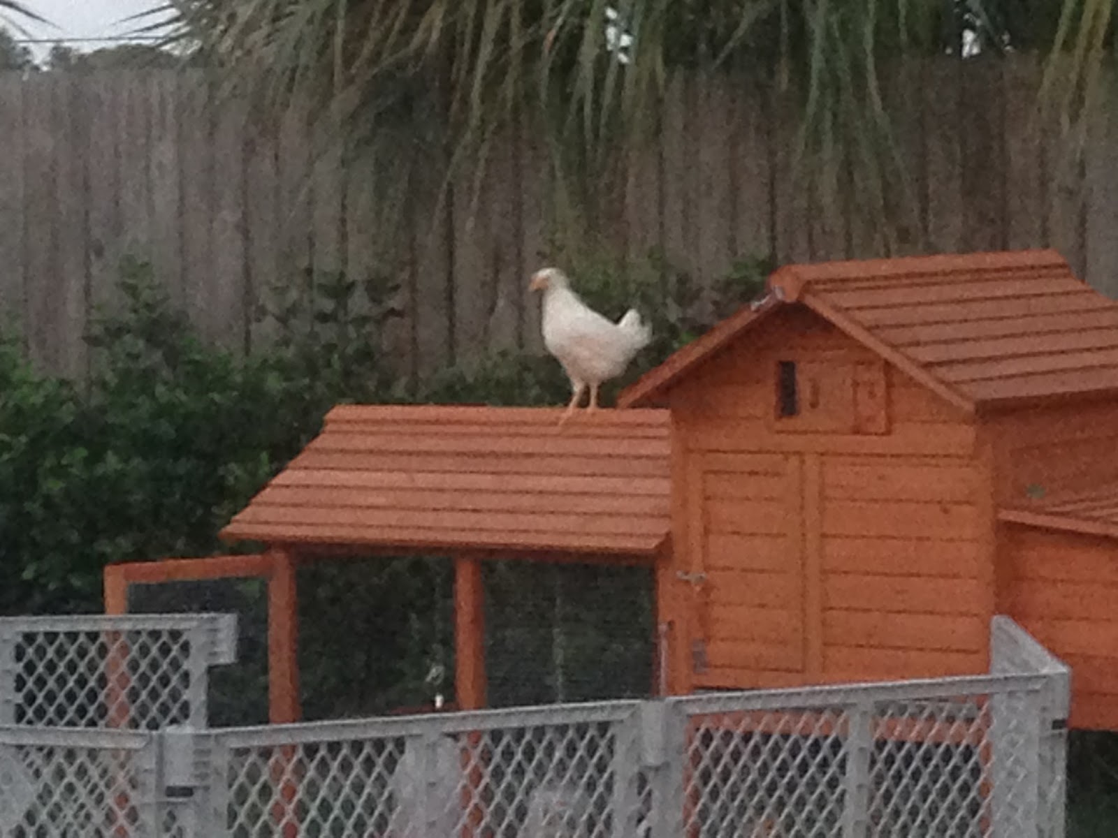 Vegetable Gardening in SW Florida: The Chickens Are Now On The Farm!