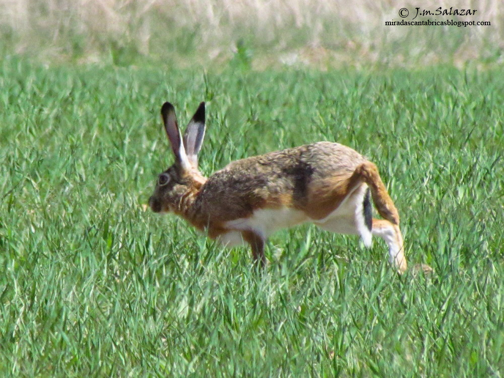 Miradas Cantábricas: Liebre ibérica