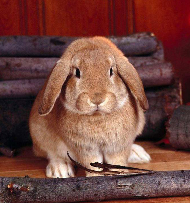 Images and photos of bunnies