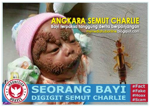 Kesan Bahaya Gigitan Semut Charlie
