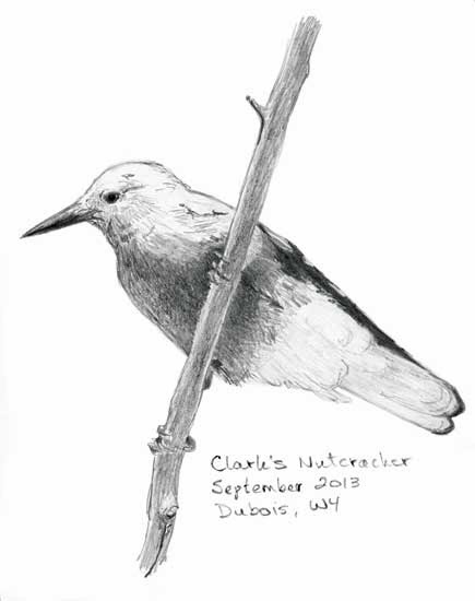Inner Artist: Clark's Nutcracker Drawing