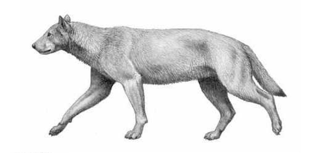 Los animales en la prehistoria: Animales prehistóricos con la letra A