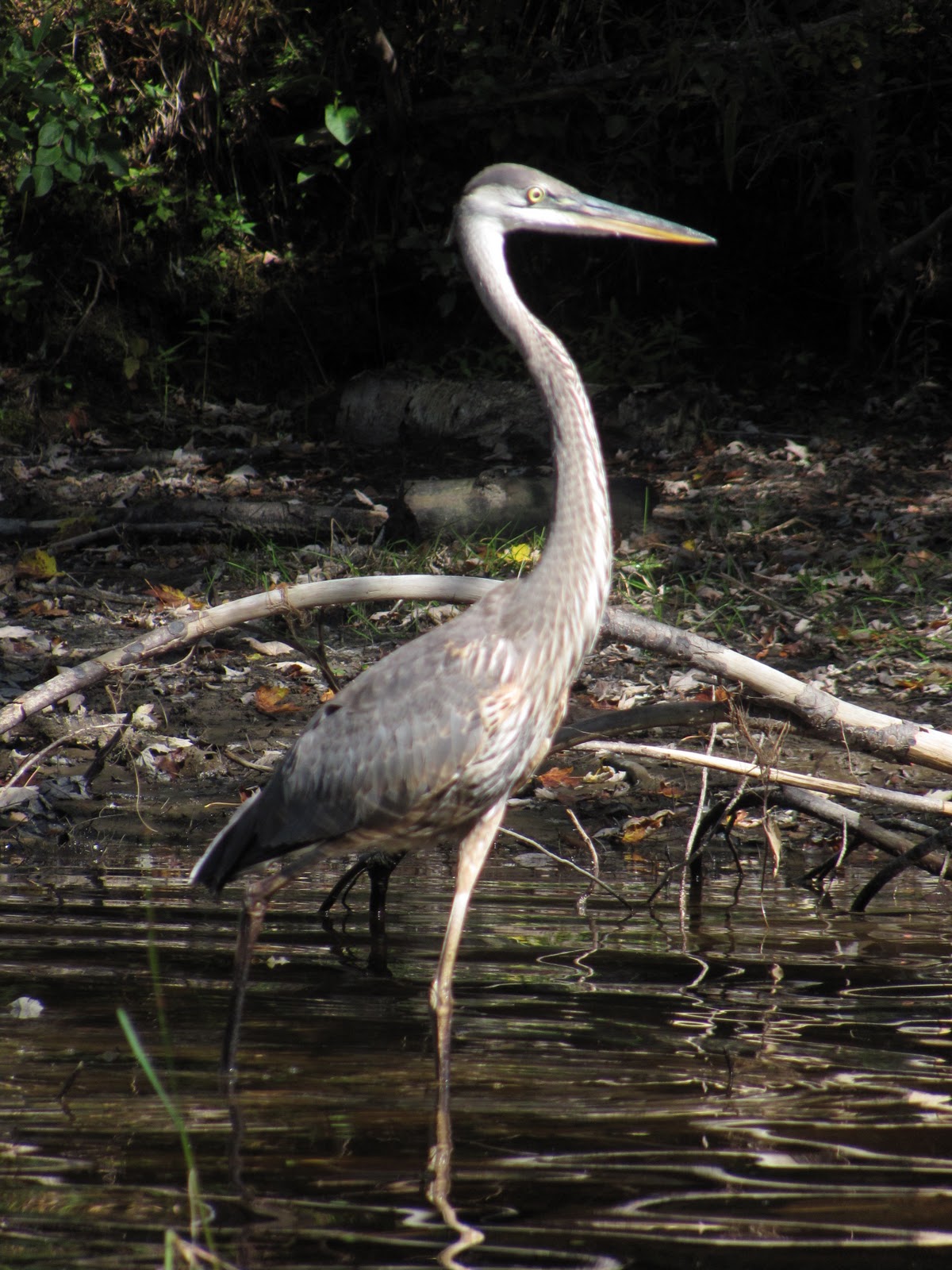 Recreational Kayaking in Maine: Songo River/Brandy Pond/Sebago Lake