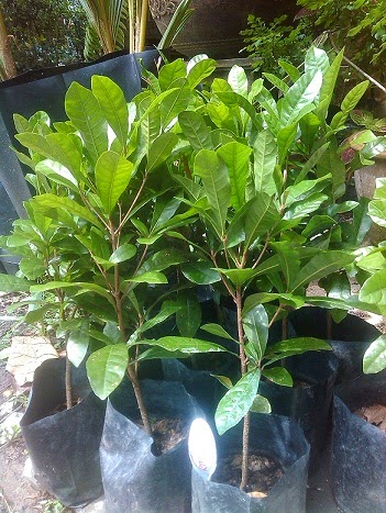 TUTUP SEMENTARA SEHINGGA DIMAKLUMKAN: Khasiat Pokok Ajaib/ Buah Ajaib ...