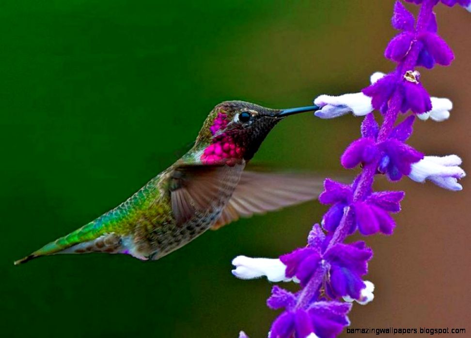Colorful Hummingbirds | Amazing Wallpapers