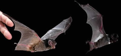 Info on Bats | Oolong Bat Survey
