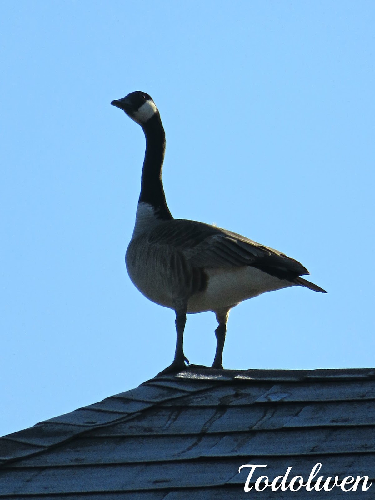 Todolwen: A Goose Filled Morning