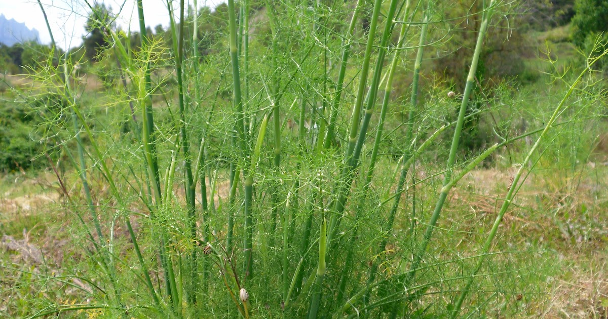 Gastronomia Salvatge i Cuina Silvestre: El Fonoll, planta de l'estiu