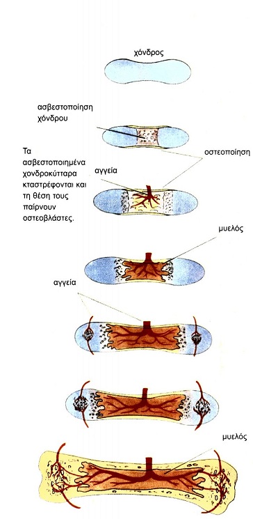 ΑΔΠΑ.ΑΔΙΟΡΙΣΤΟΙ ΔΙΑΣΩΣΤΕΣ-ΠΛΗΡΩΜΑ ΑΣΘΕΝΟΦΟΡΟΥ ΕΚΑΒ: ΔΙΑΠΛΑΣΗ ΤΩΝ ΟΣΤΩΝ ...