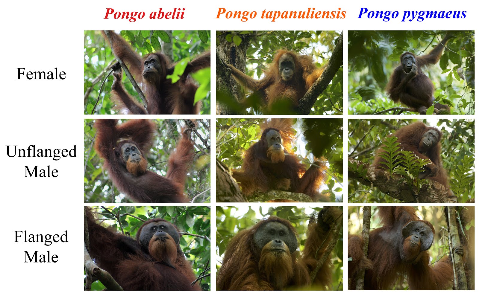 Species New to Science: [Mammalogy • 2017] Pongo tapanuliensis ...