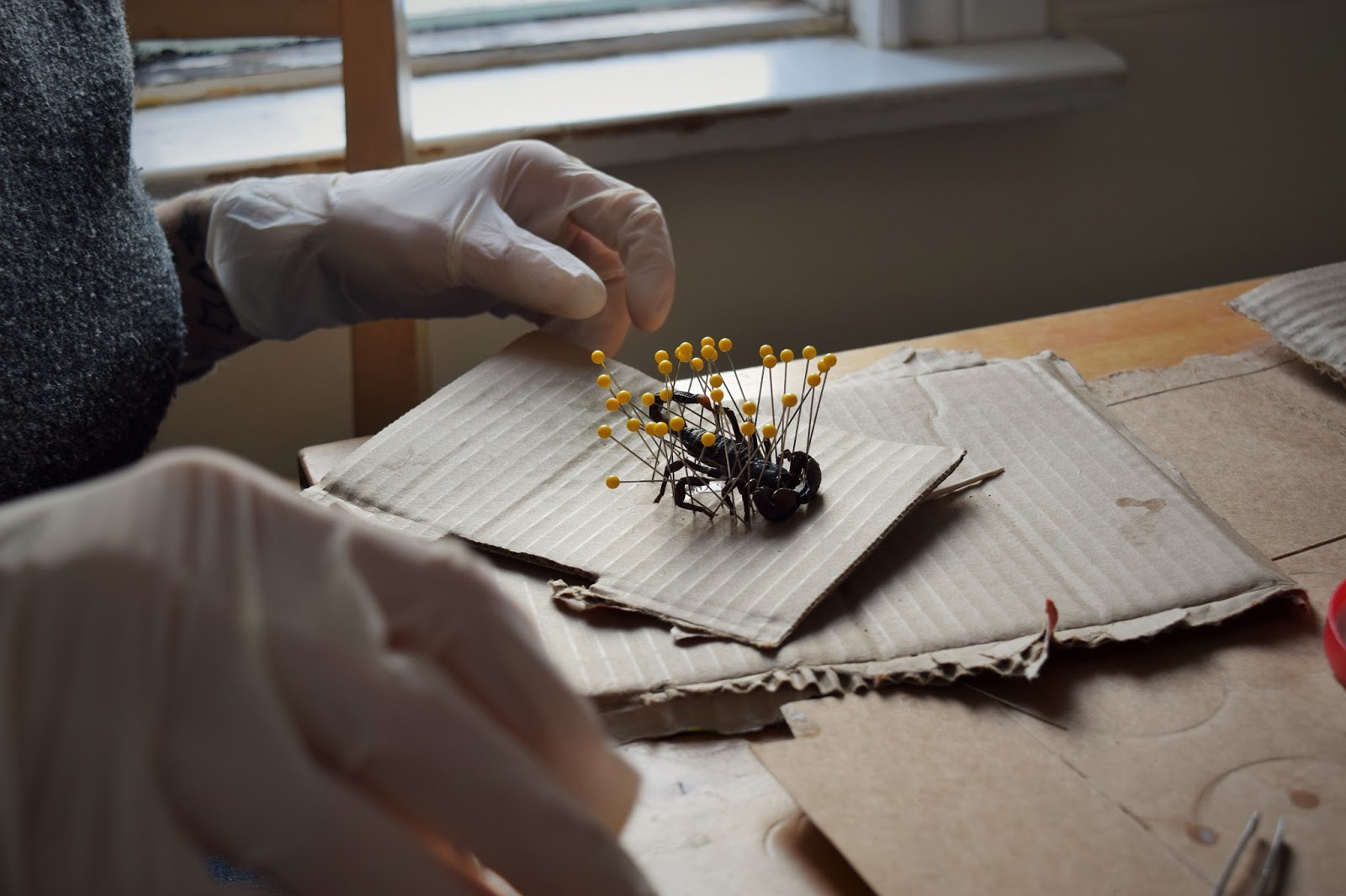 indietutes: Dry mounting a scorpion