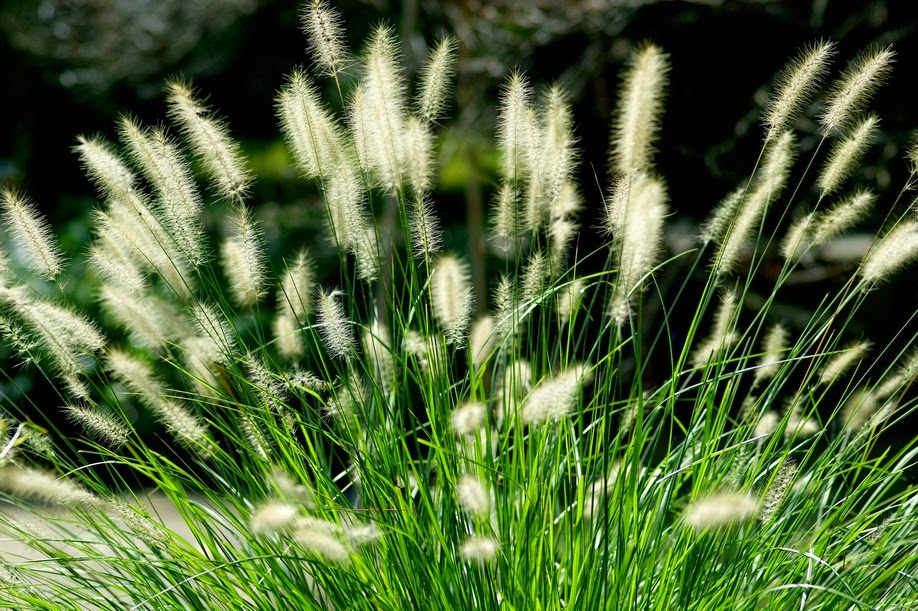 Que gramíneas escolher?