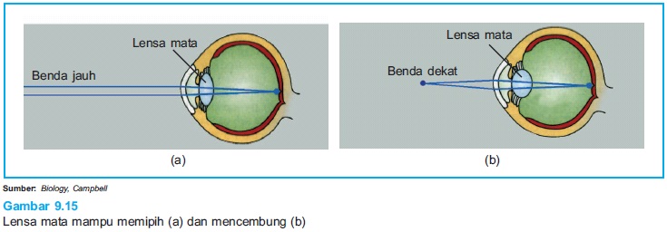 PENDIDIKAN DAN PENGETAHUAN: Indra Penglihat ( Mata )
