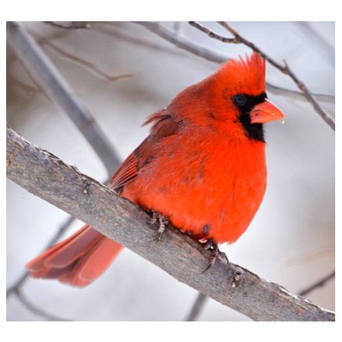 Pasare rosie salbatica cu ciocul mic rosiatic - 8 Litere PixWords ...