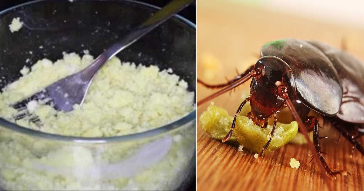 Say goodbye to cockroaches forever with this super easy homemade tip ...