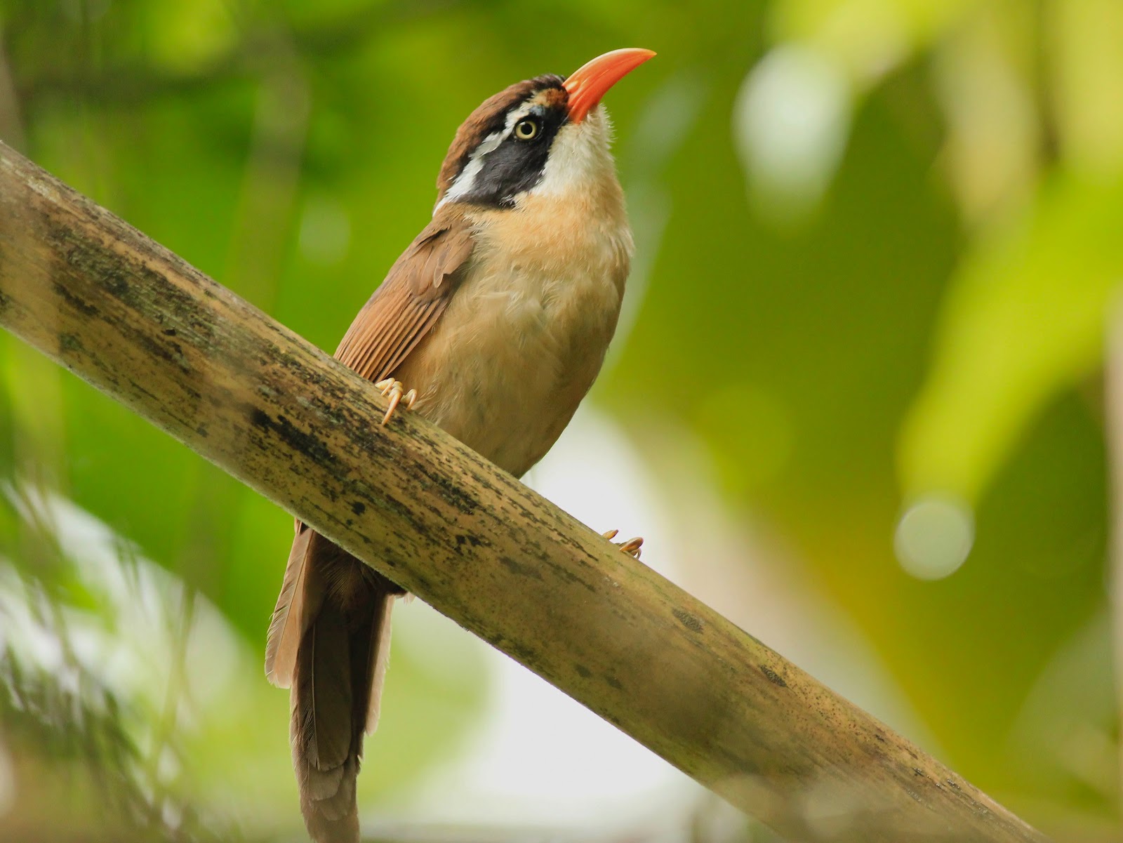 Vietnam Bird News: Coral-billed Scimitar Babbler - Cuu Thac