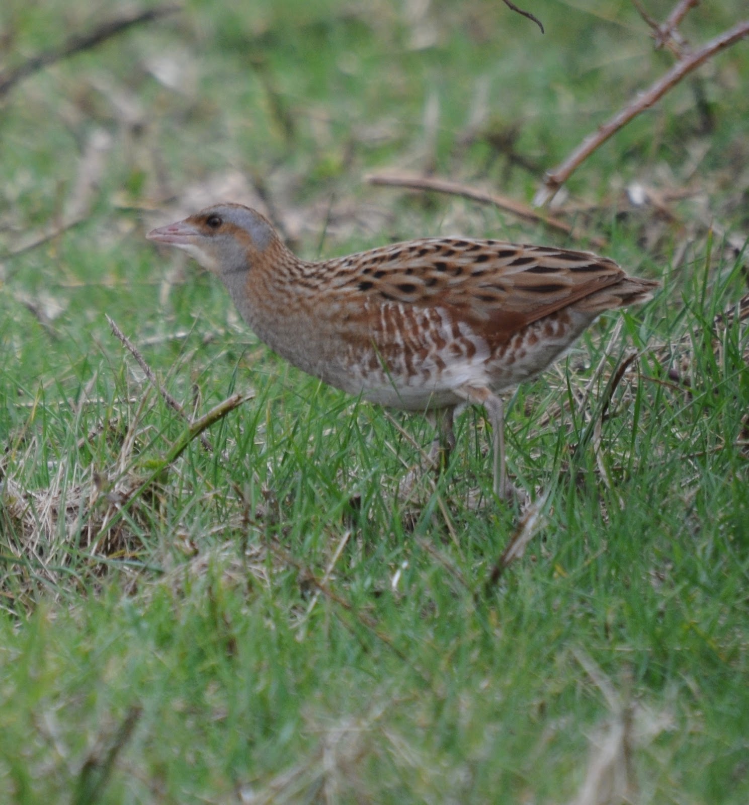 native2sussexbirding: Corncrake
