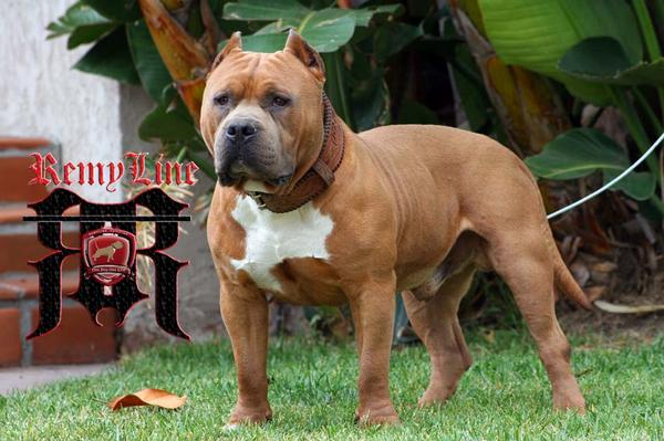 MorsoRosso: STORIA & STANDARD - AMERICAN BULLY