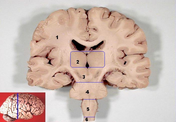 Bio Geo Nerd: Brain Anatomy and Functions