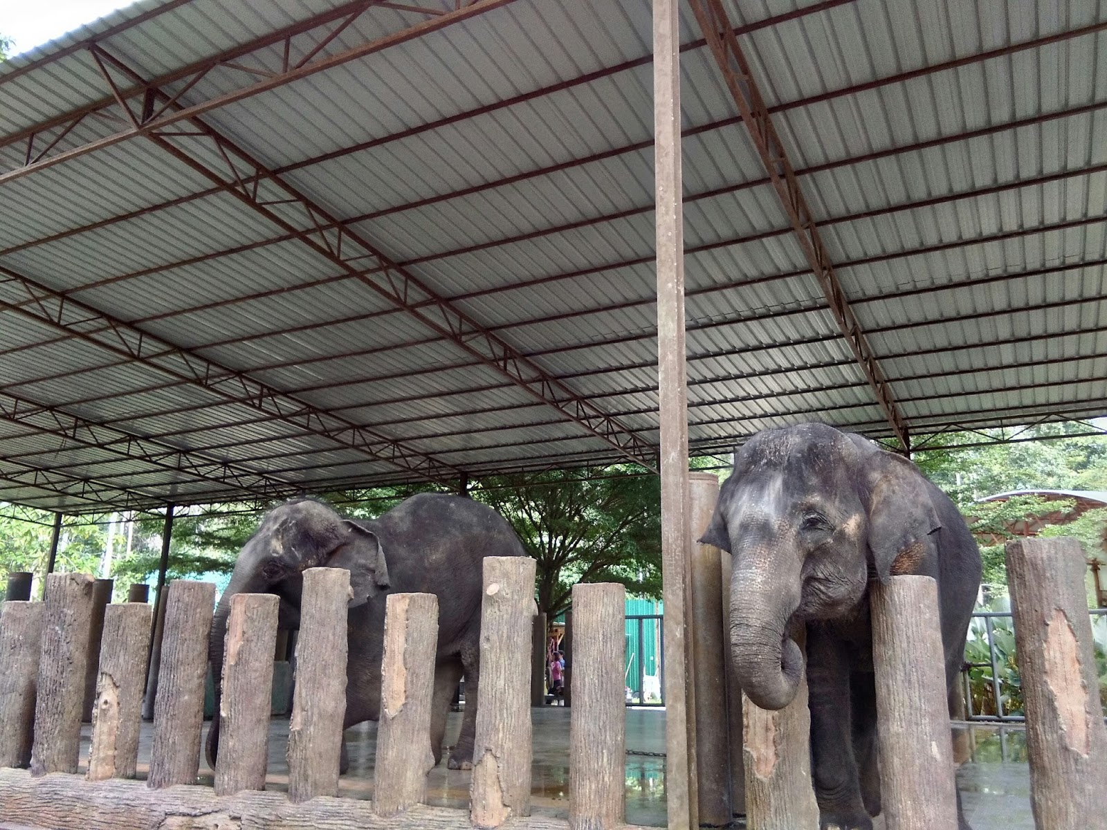 Kuala Gandah Elephant Conservation Centre