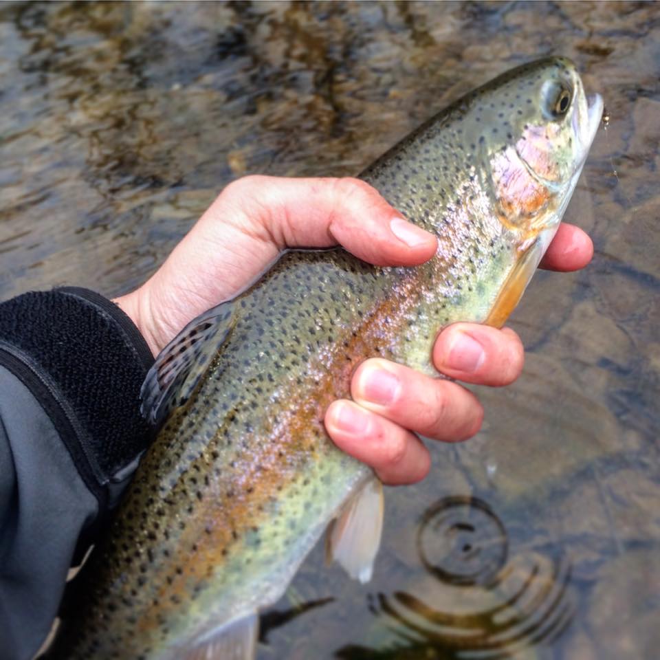 Autumn Siren Flies: Photo Gallery