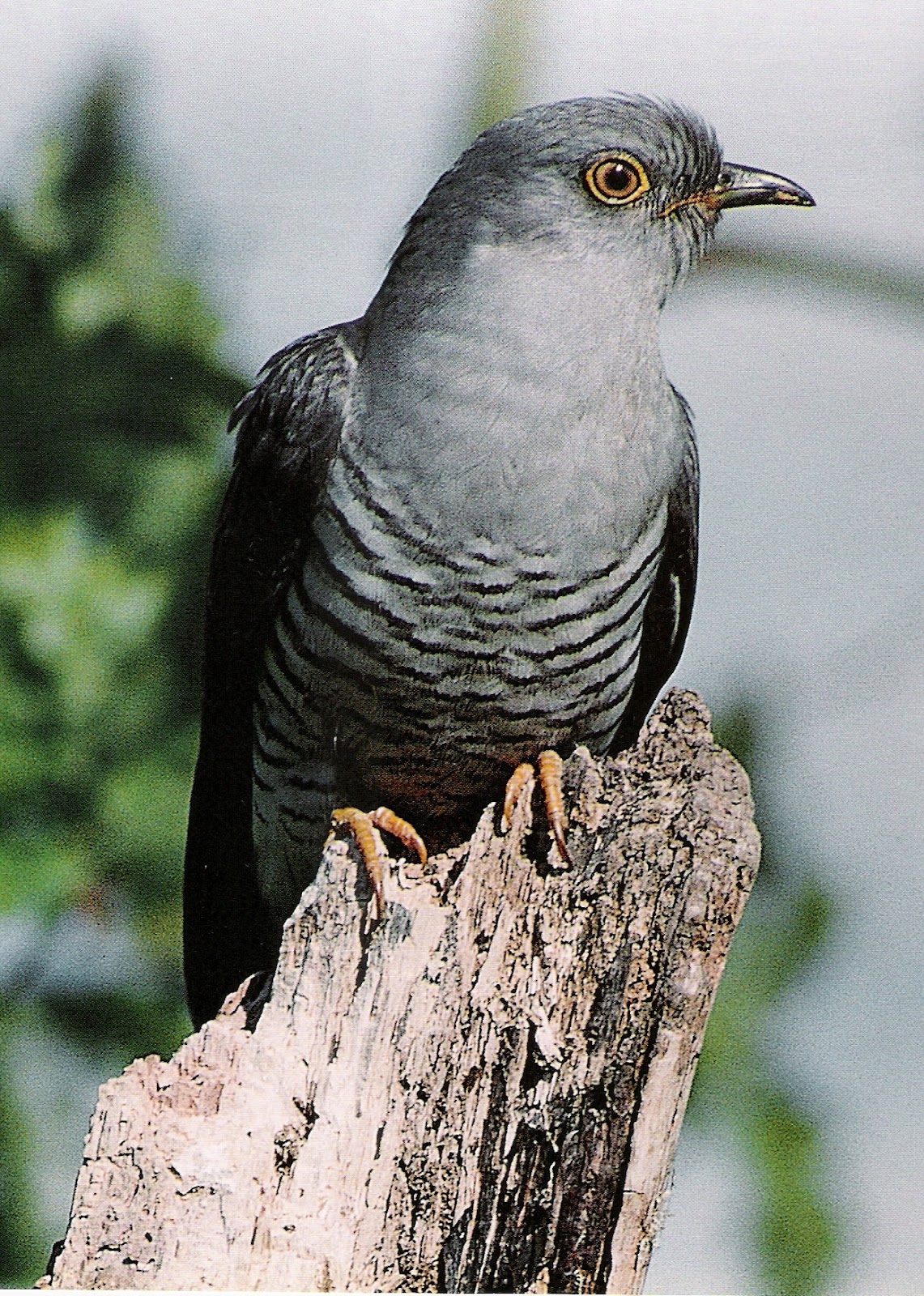 Zoológico Virtual do Koba: Cuco
