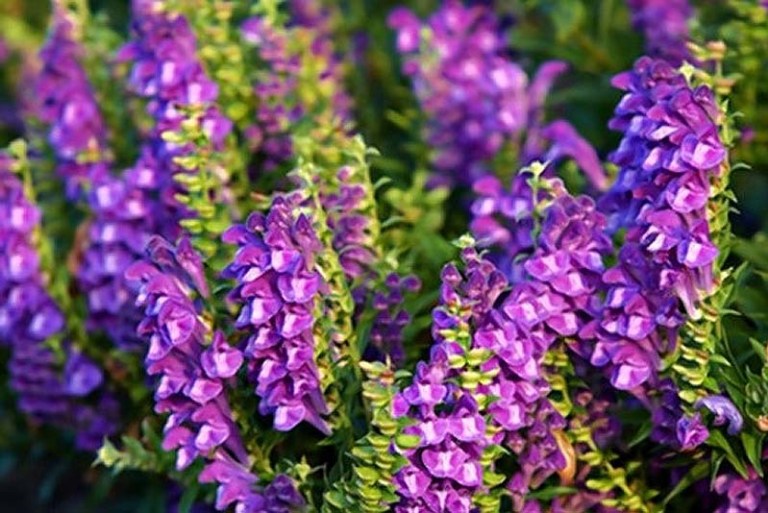 Artículos de Medicina Tradicional China: octubre 2010