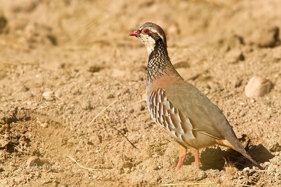 SENDEROS DE LUZ: PERDICES 2013