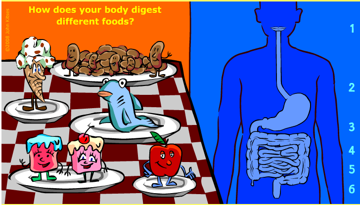 English step by step: Interactive game: Digestion