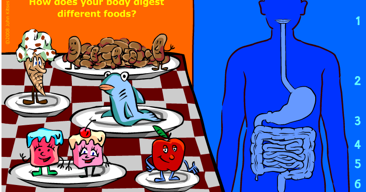 English step by step: Interactive game: Digestion