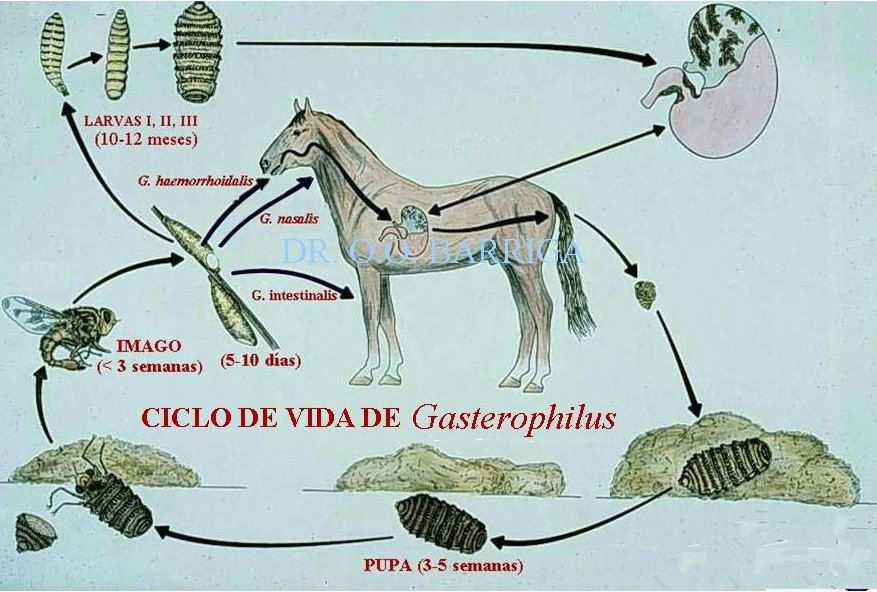 GASTEROPHILUS SPP