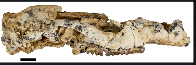 Extinct Animal of the Week: Different -aroo