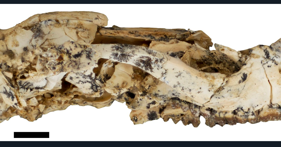 Extinct Animal of the Week: Different -aroo