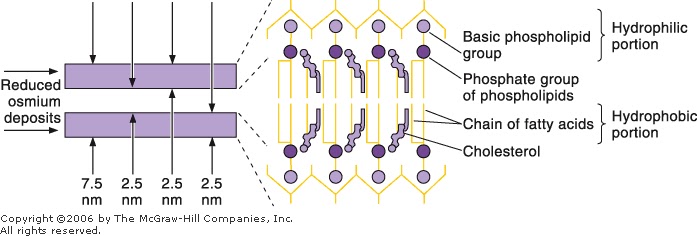 De Histology: Introduction Of Cytoplasm