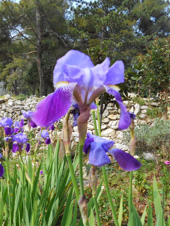 Cro-active: PERUNIKA – IRIS CROATICA