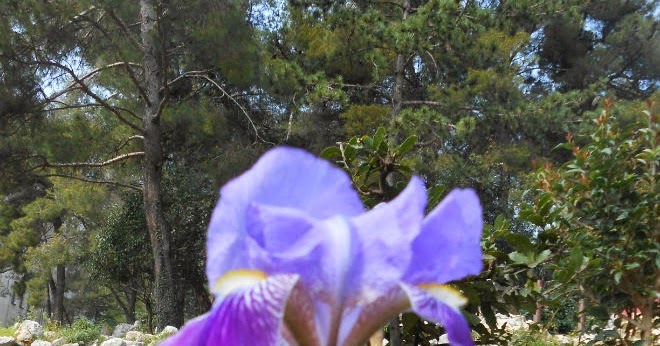 Cro-active: PERUNIKA – IRIS CROATICA