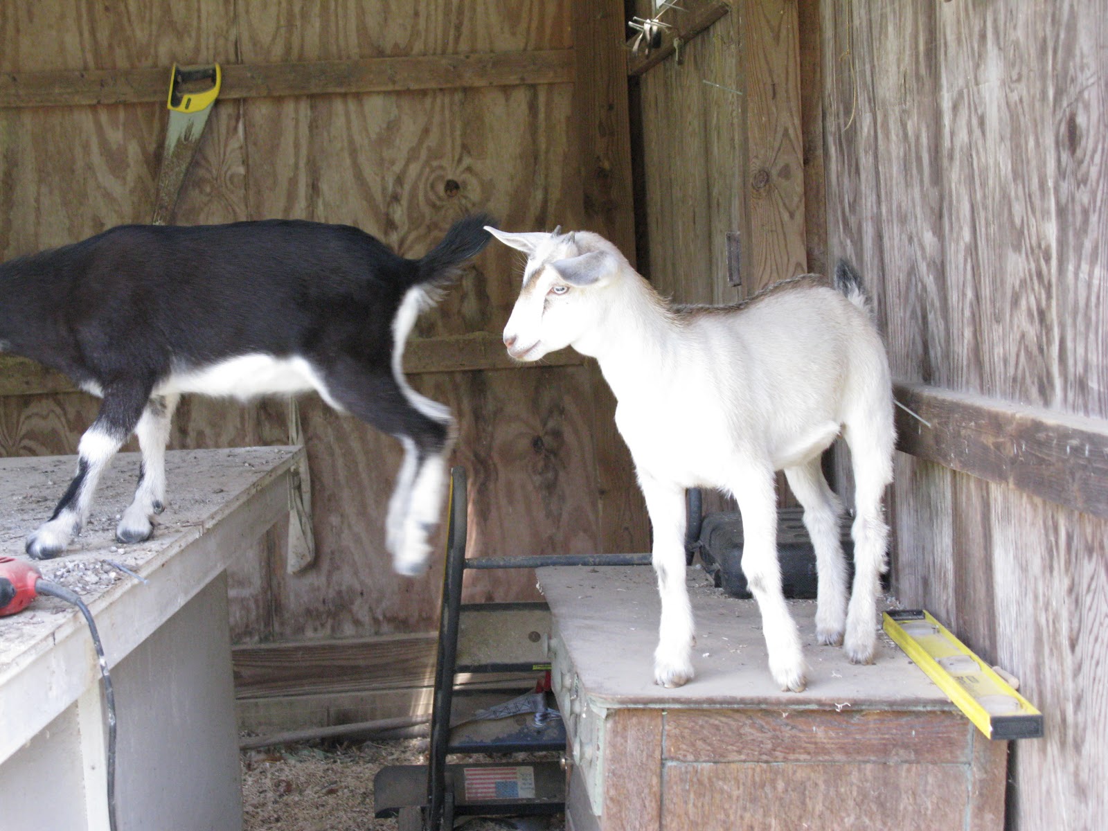 Goaty Goats! | Farmstead Adventures