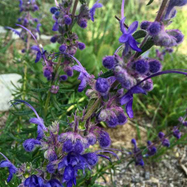 Aprille's SoCal Gardening : Wooly Blue Curls