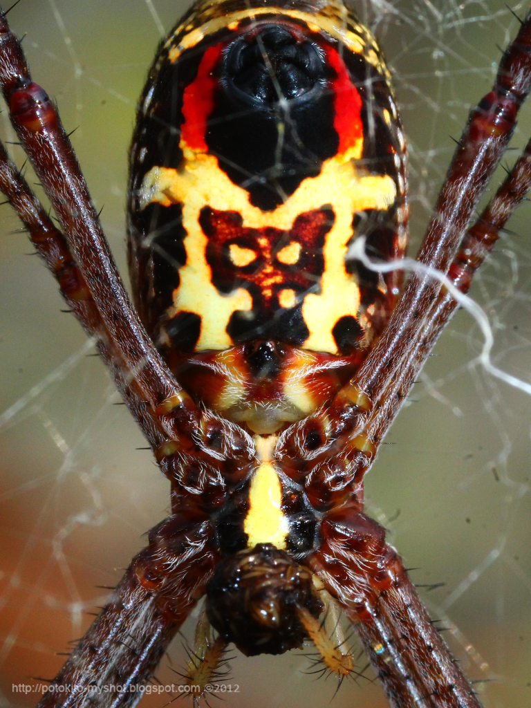 Grass cross spider (Argiope catenulata)