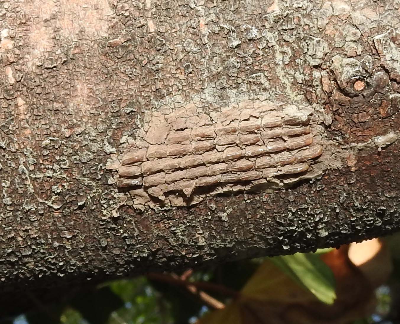Virginia Fruit Insect Updates: First hatch of spotted lanternfly eggs Virginia Fruit Insect Updates: First hatch of spotted lanternfly eggs