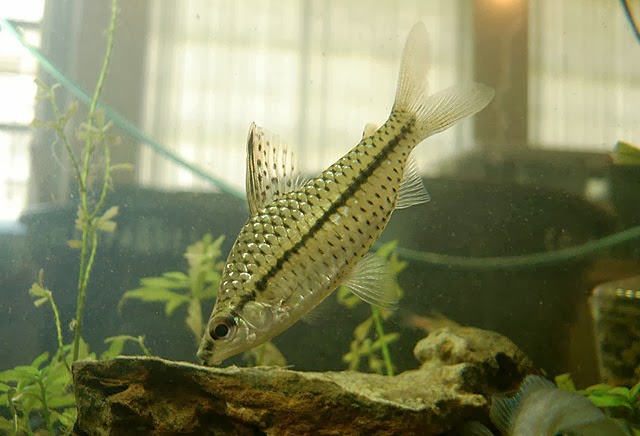 INDONESIAN FRESHWATER FISH COMMUNITY - IFFC: 8 Species of Family ...