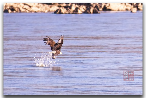 See What I See: Bald Eagle