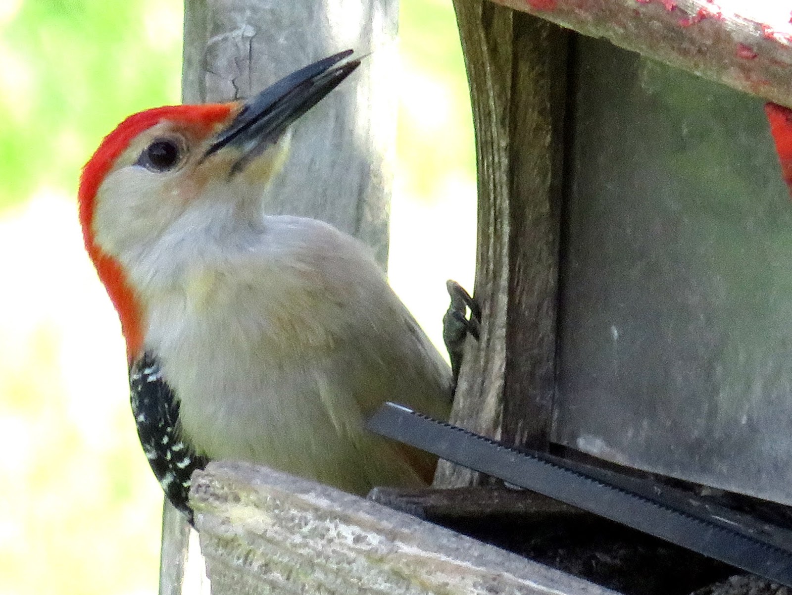 The Marmelade Gypsy: Bird Watching at Barb's