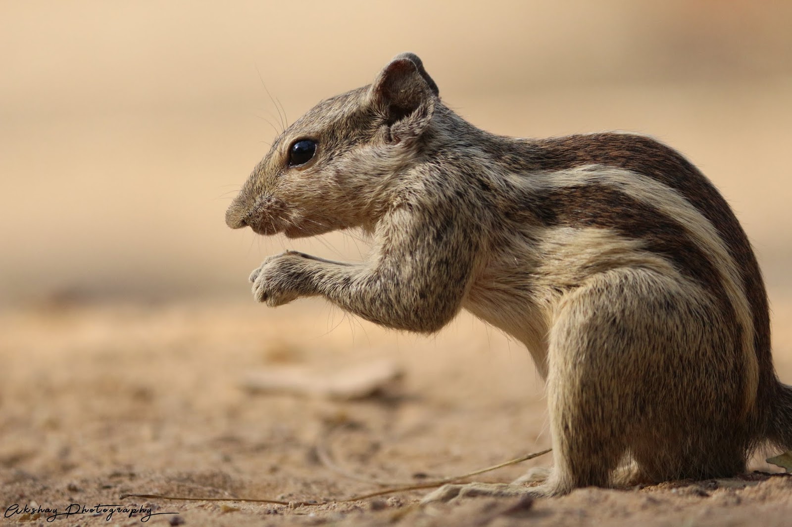 Akshay Photography: Indian Palm Squirrel
